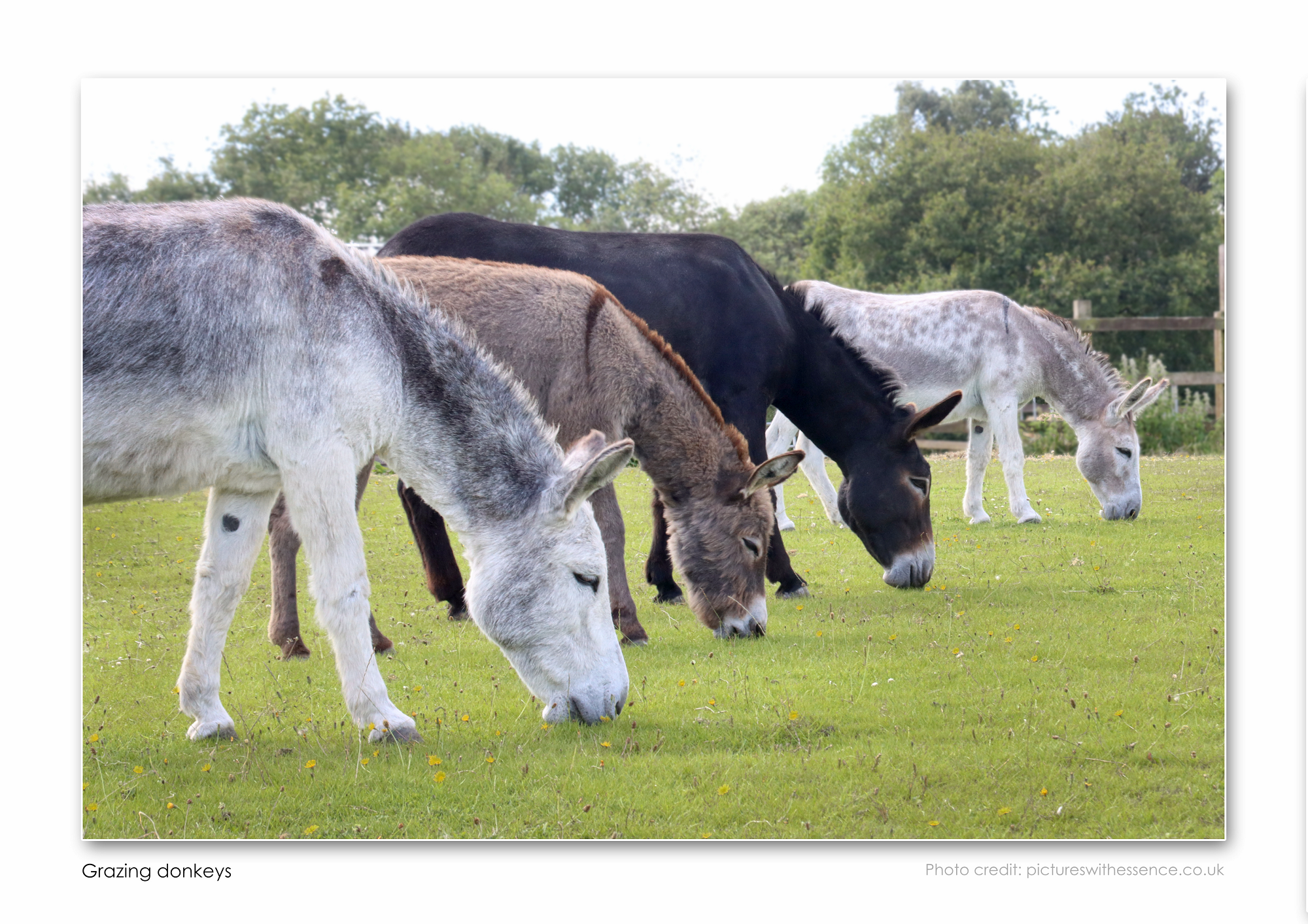 Hope Pastures - Visit Leeds